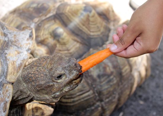 Wonder Gardens offers special tours and experiences | News, Sports ...